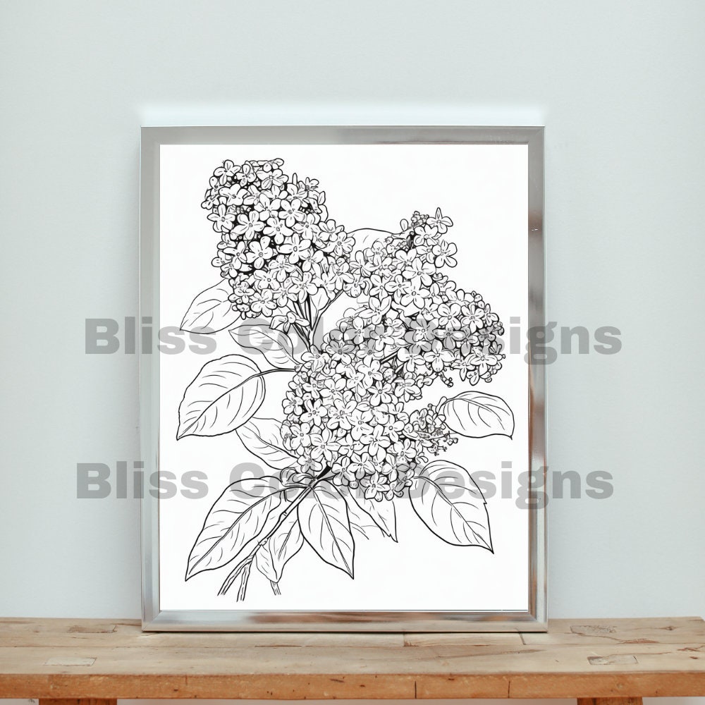 20 Simple Realistic Lilacs Coloring Pages Digital PDF/PNG - Etsy