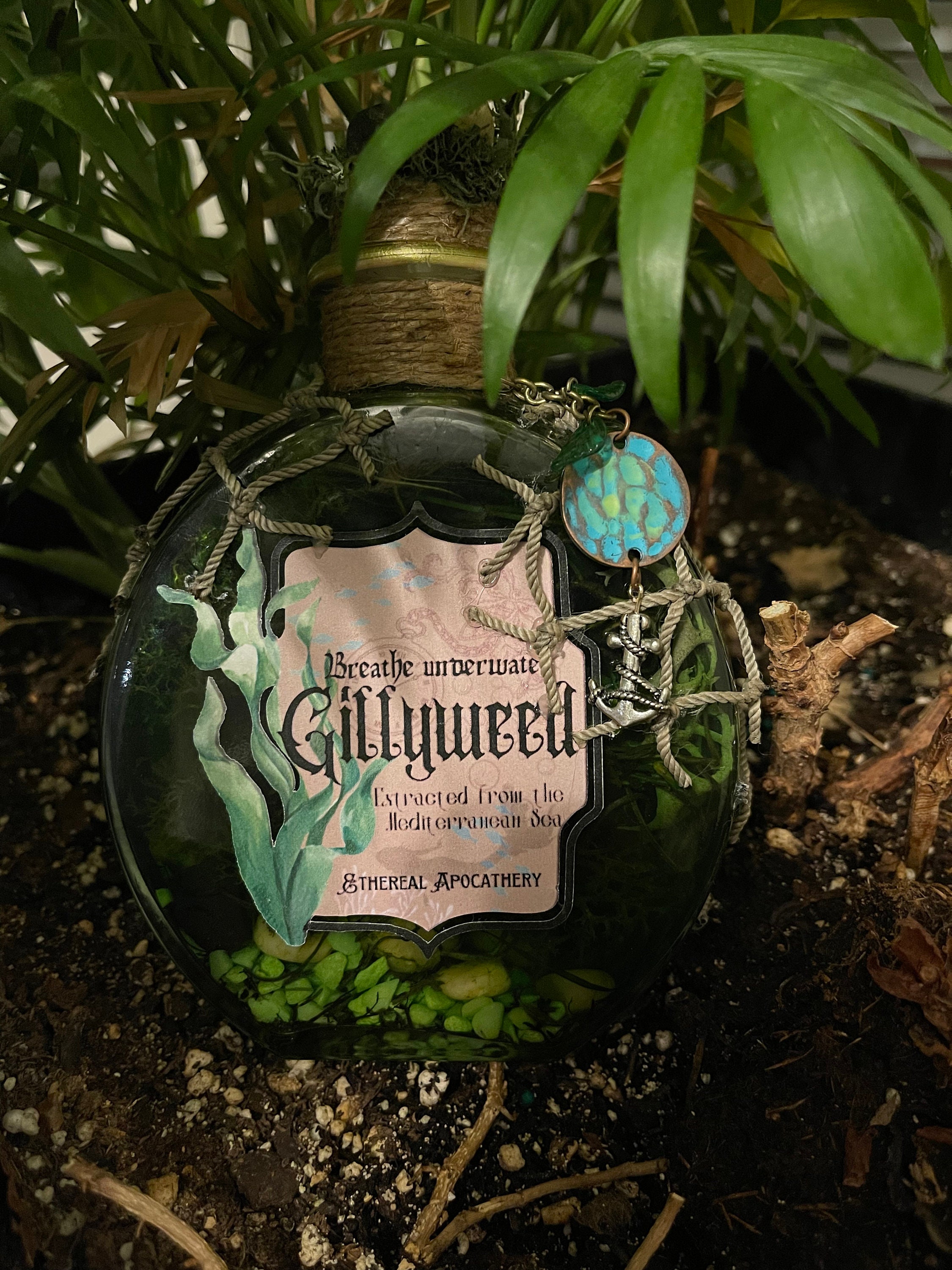 Gillyweed Herbology Potion - Etsy