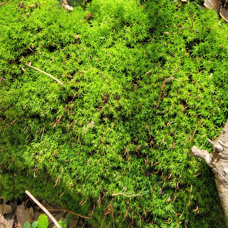 Live Moss - Etsy