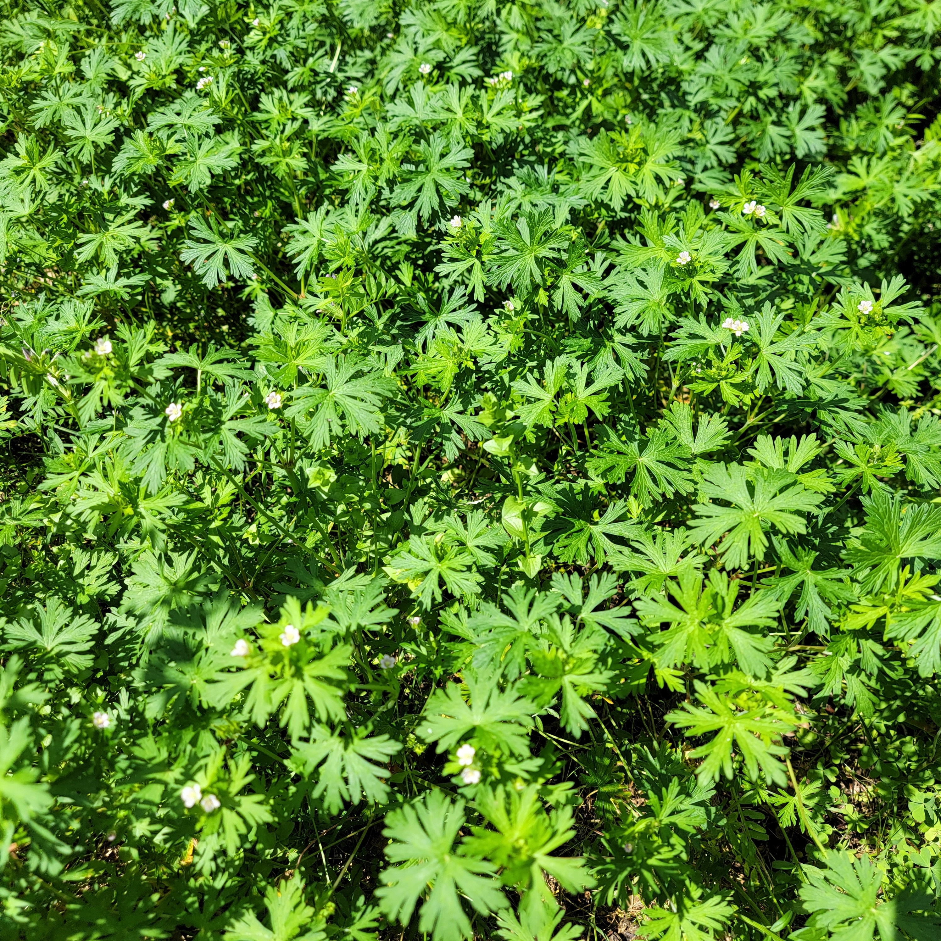 Wild Geranium Weed