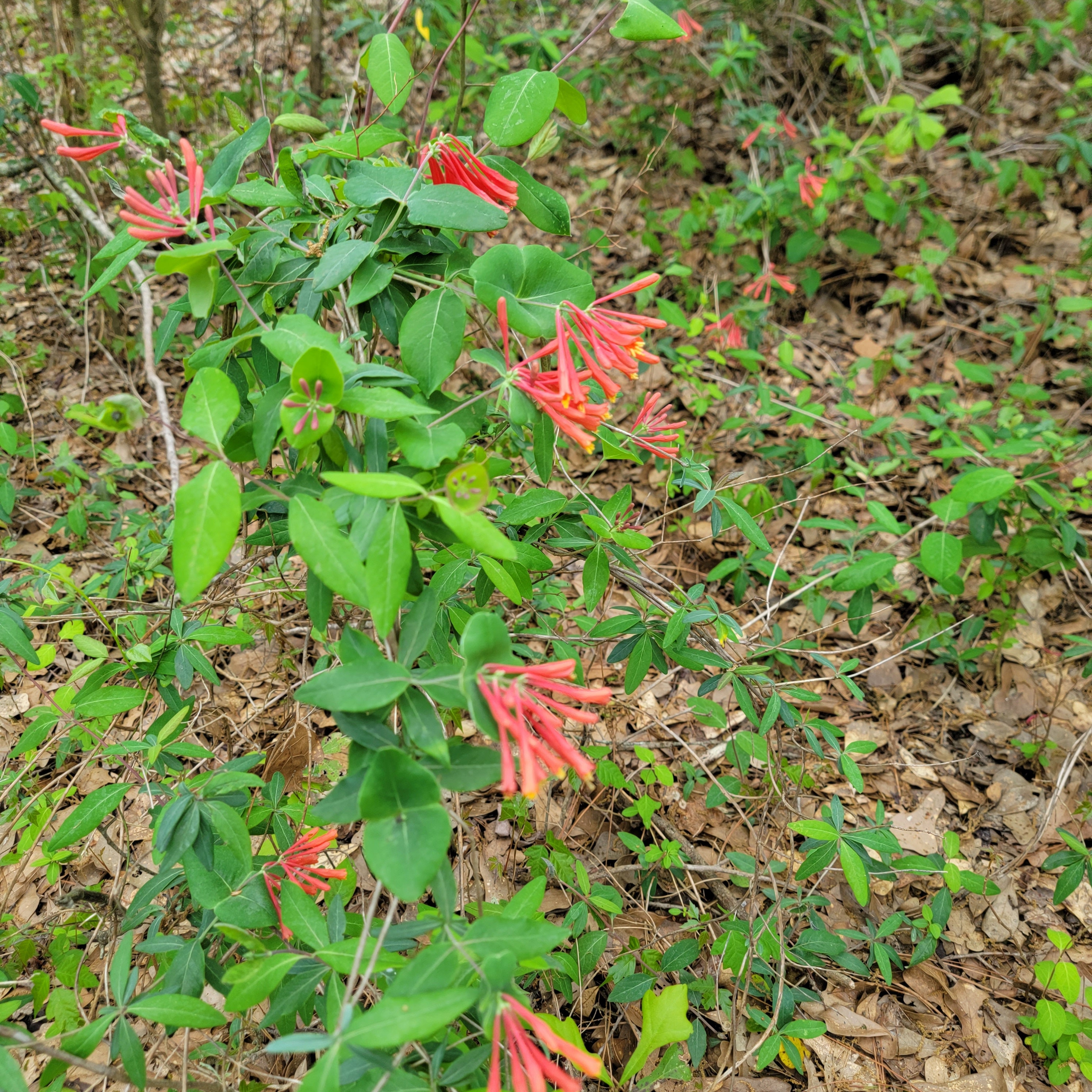 Wild Red / Coral Honeysuckle, Early Spring Flowering - Etsy