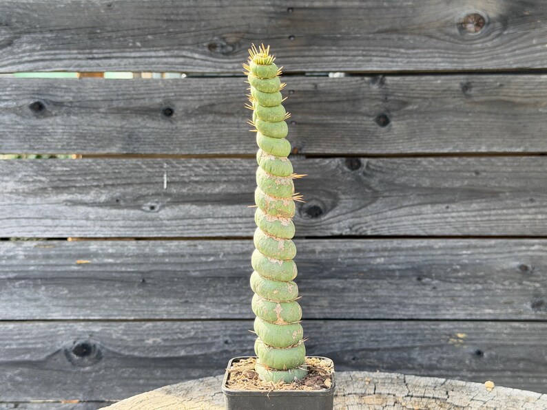 Eulychnia Castanea F. Varispiralis Rooted Cactus Cacti 8.30” - Etsy