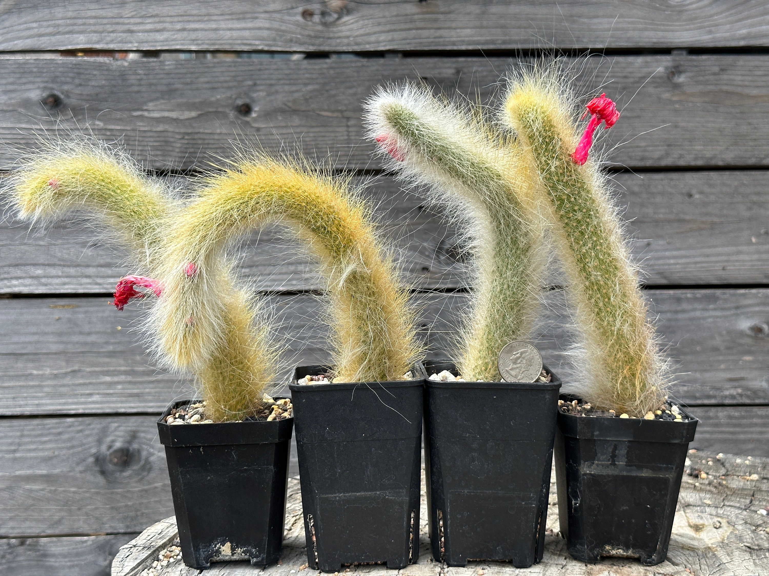 Long Haired Monkey Tail Cactus Cacti OWN ROOTS 7 - Etsy
