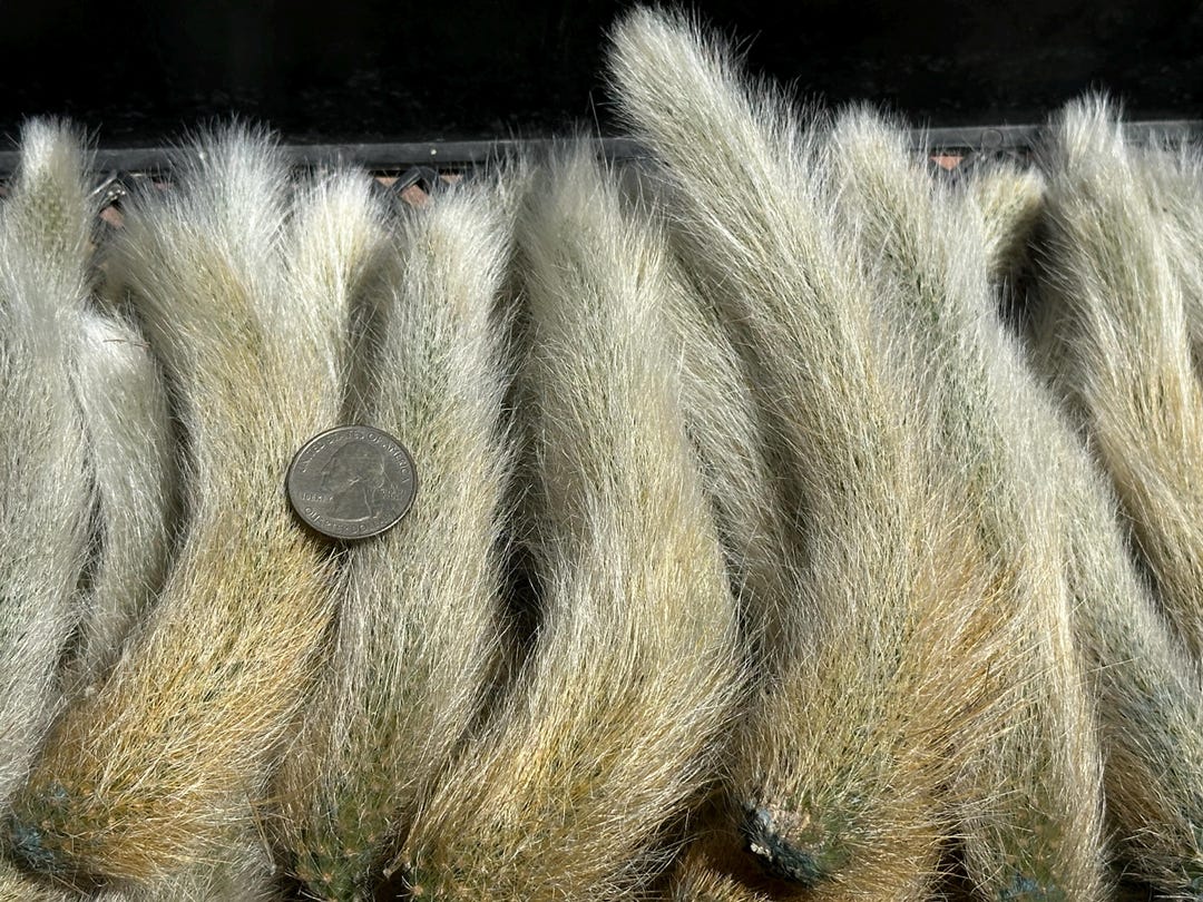 Selected Long Hair Monkey Tail Cactus Cacti Unrooted Cutting 5”+ - Etsy