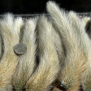 Selected Long Hair Monkey Tail Cactus Cacti Unrooted Cutting 5”+ - Etsy