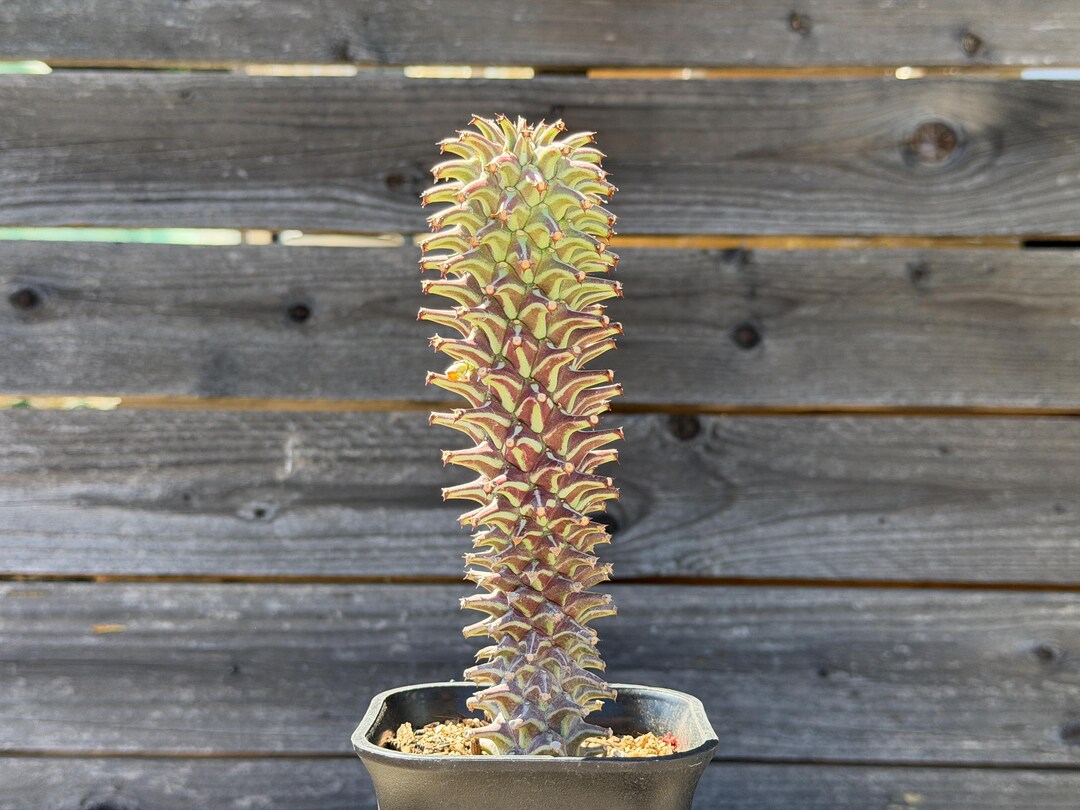 Large Monadenium Guentheri Cactus Cacti Succulent Own Roots 8.09" - Etsy