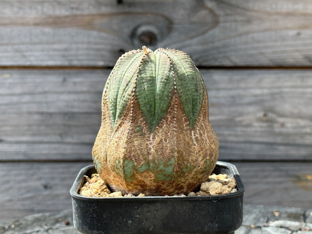 SELECTED Euphorbia Obesa Baseball Cactus Cacti 8-year Seed Grown 3.34 ...