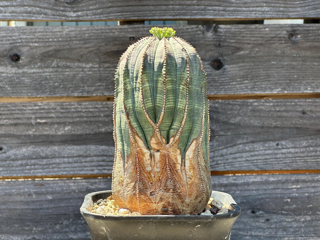 Very Old Female Euphorbia Obesa Baseball Cactus Cacti Seed Grown 6.00 ...