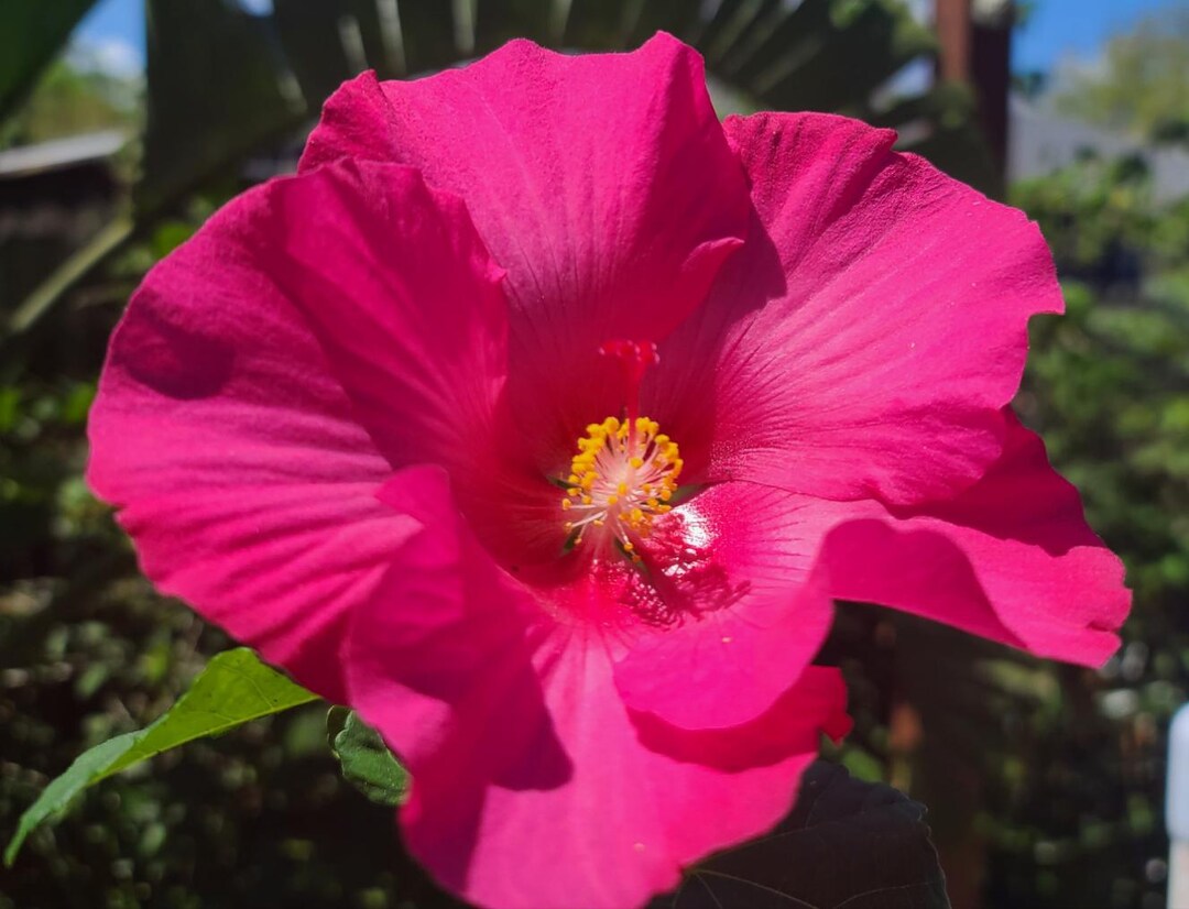 Red Confederate Rose (hibiscus Mutabilis Var. Rubrum) Live Rooted ...