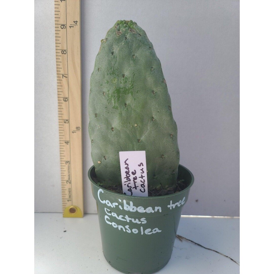 Caribbean Tree Cactus "consolea Spp." 1 Rooted Paddle in 4" Pot - Etsy