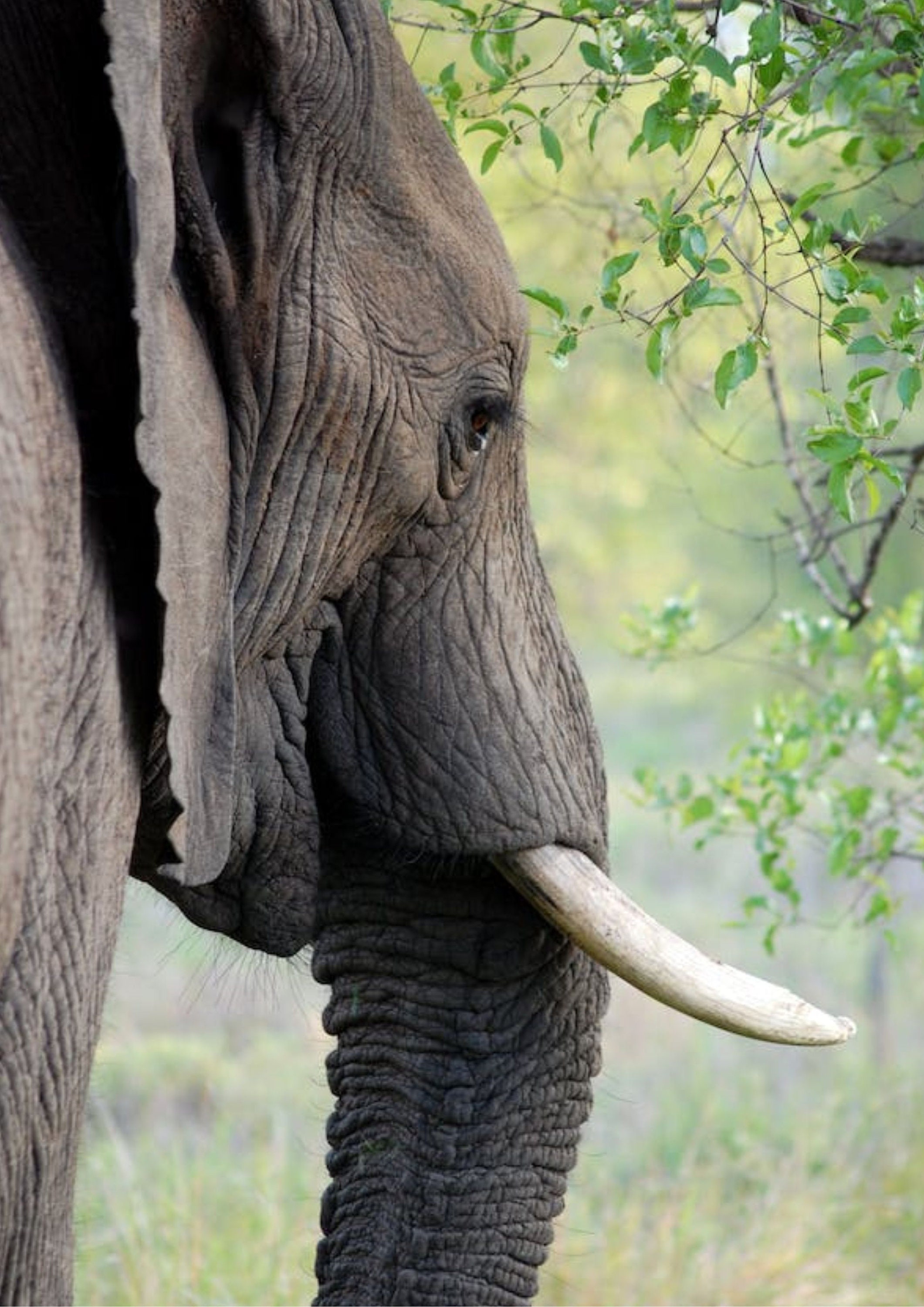 Elephant Portrait Print, Rustic Wall Art (digital Download) - Etsy