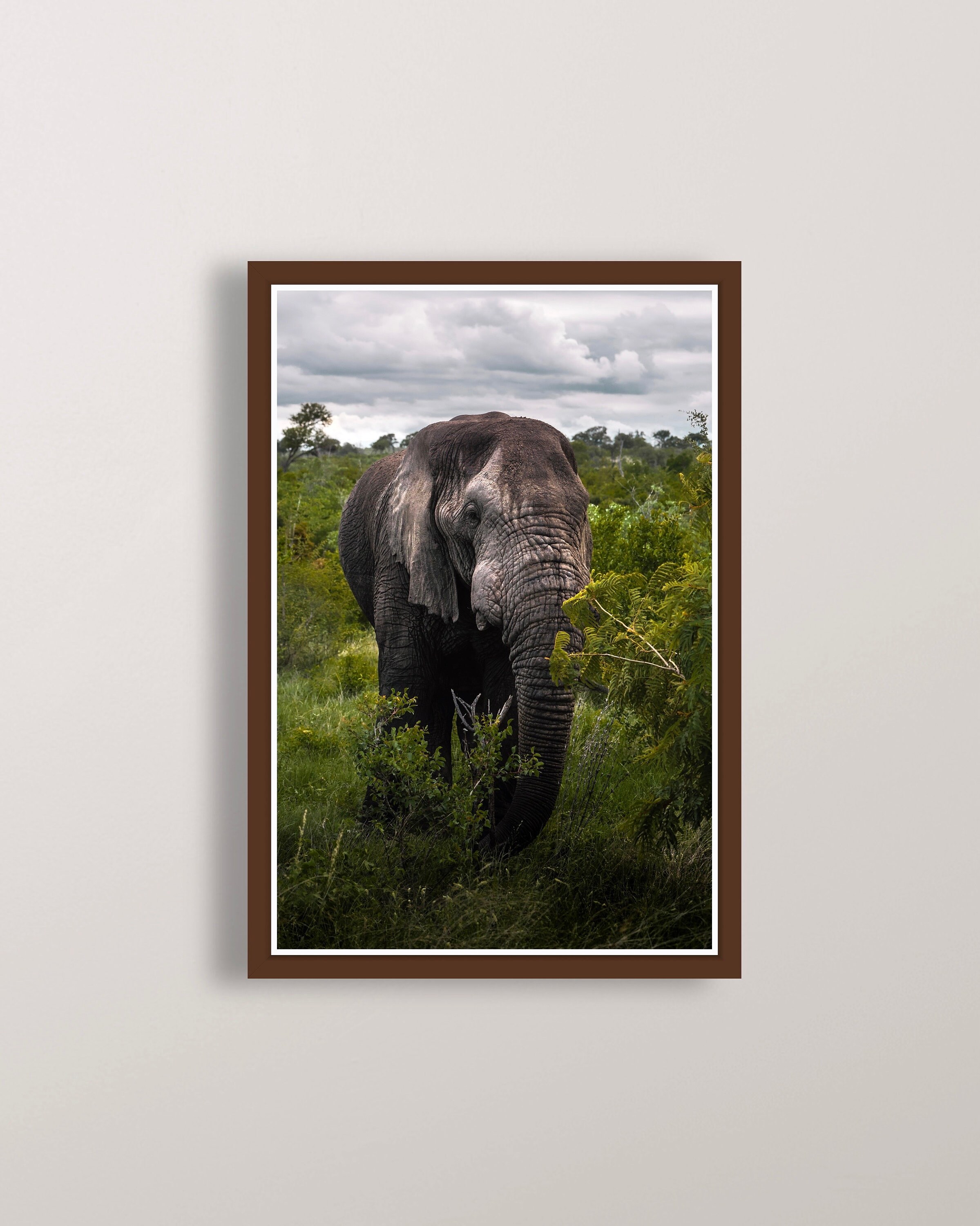 Young African Elephant in the Kruger Bushveld - Wildlife Photography ...