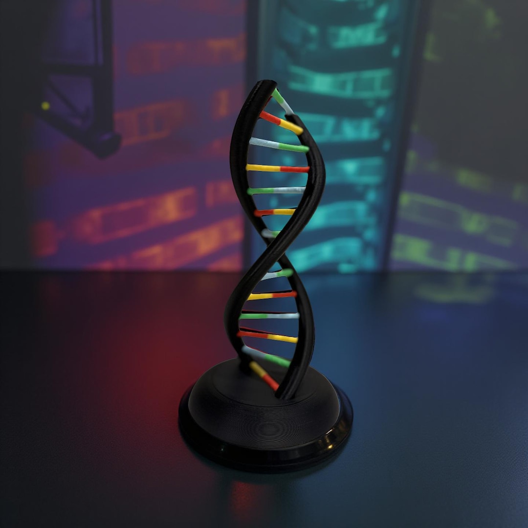 DNA Model Free Stands 3d Printed - Etsy
