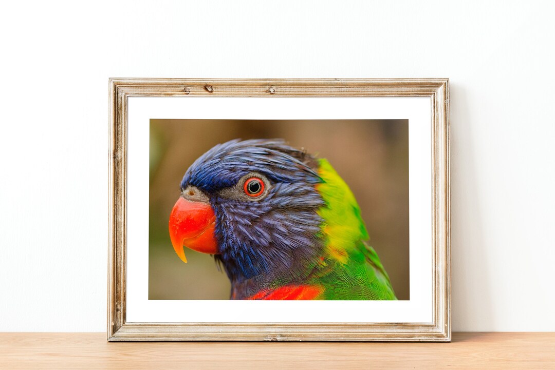 Australian Rainbow Lorikeet High-res Print Colorful Bird Wall Art ...