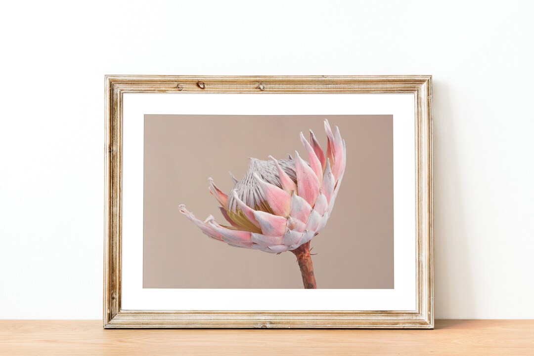 King Protea Art Print Pink Protea Wall Art Elegant Simplicity Nature ...