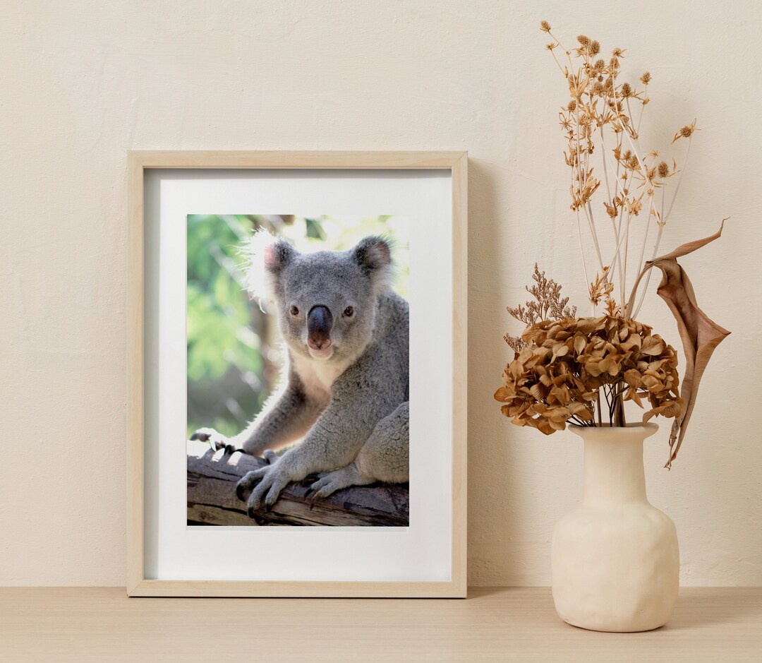 Koala Downloadable Prints: Instant Inspiration, High-quality Art ...