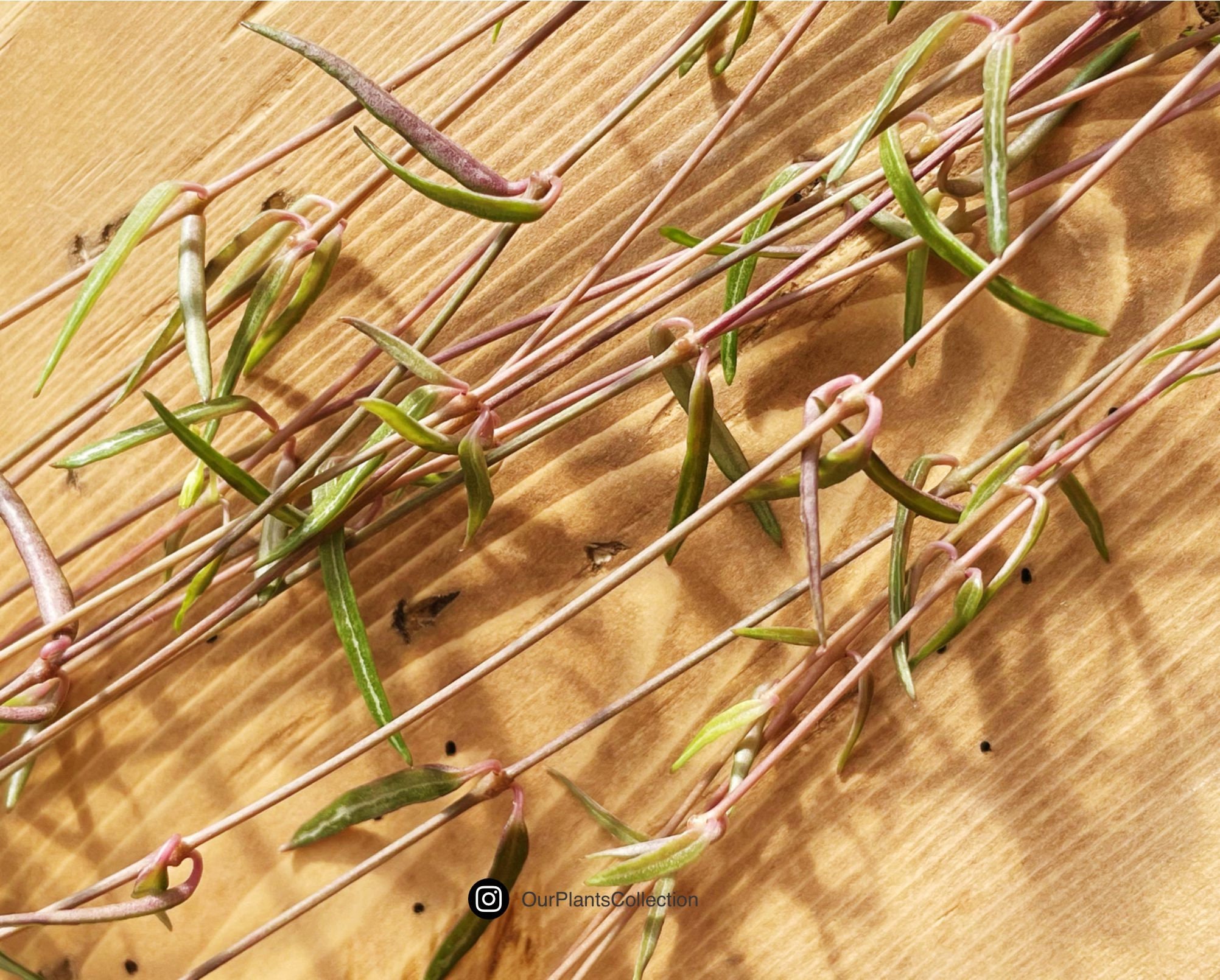 String Of Needles Cutting String Of Needles Plant String Of Things Ceropegia Linearis Aka String