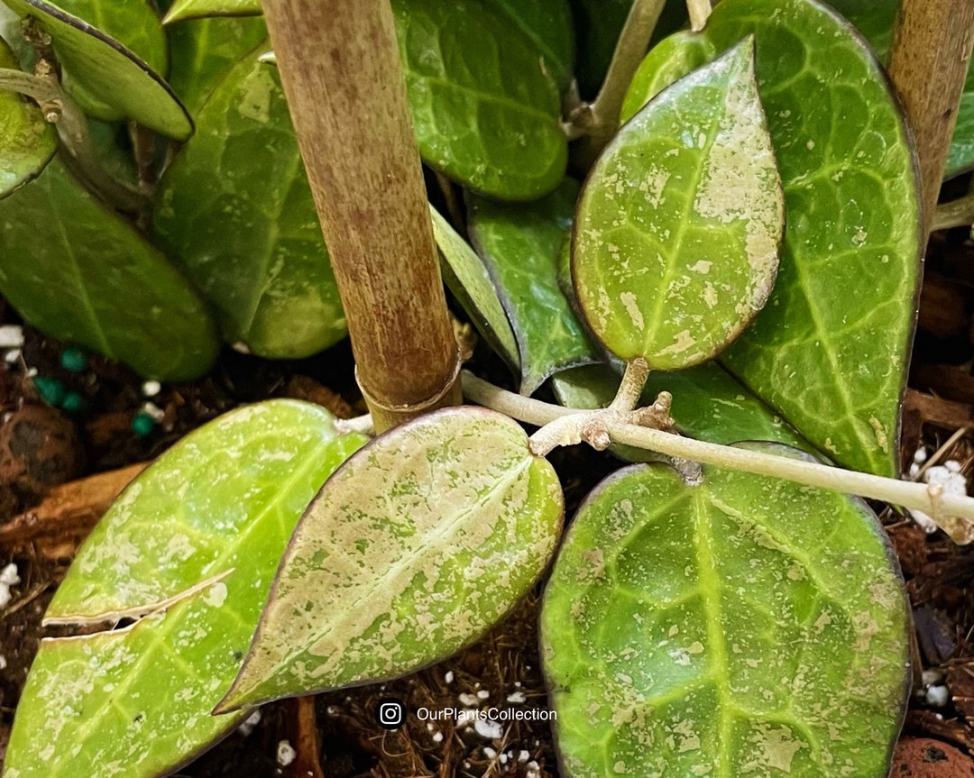 Rare Hoya Black Margin Splash Fresh Cutting Hoya Black Margin ...