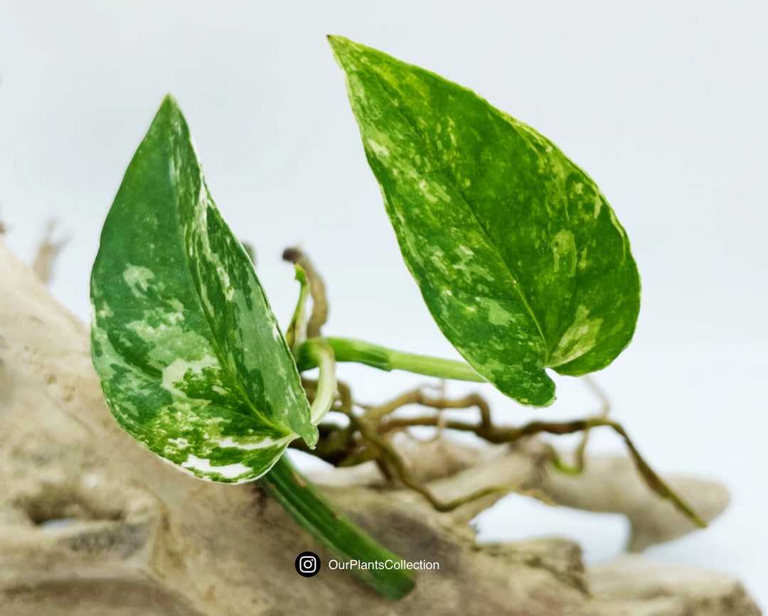 Rare Variegated Pothos Epipremnum Pinnatum Albo Cuttings Fresh Unrooted ...