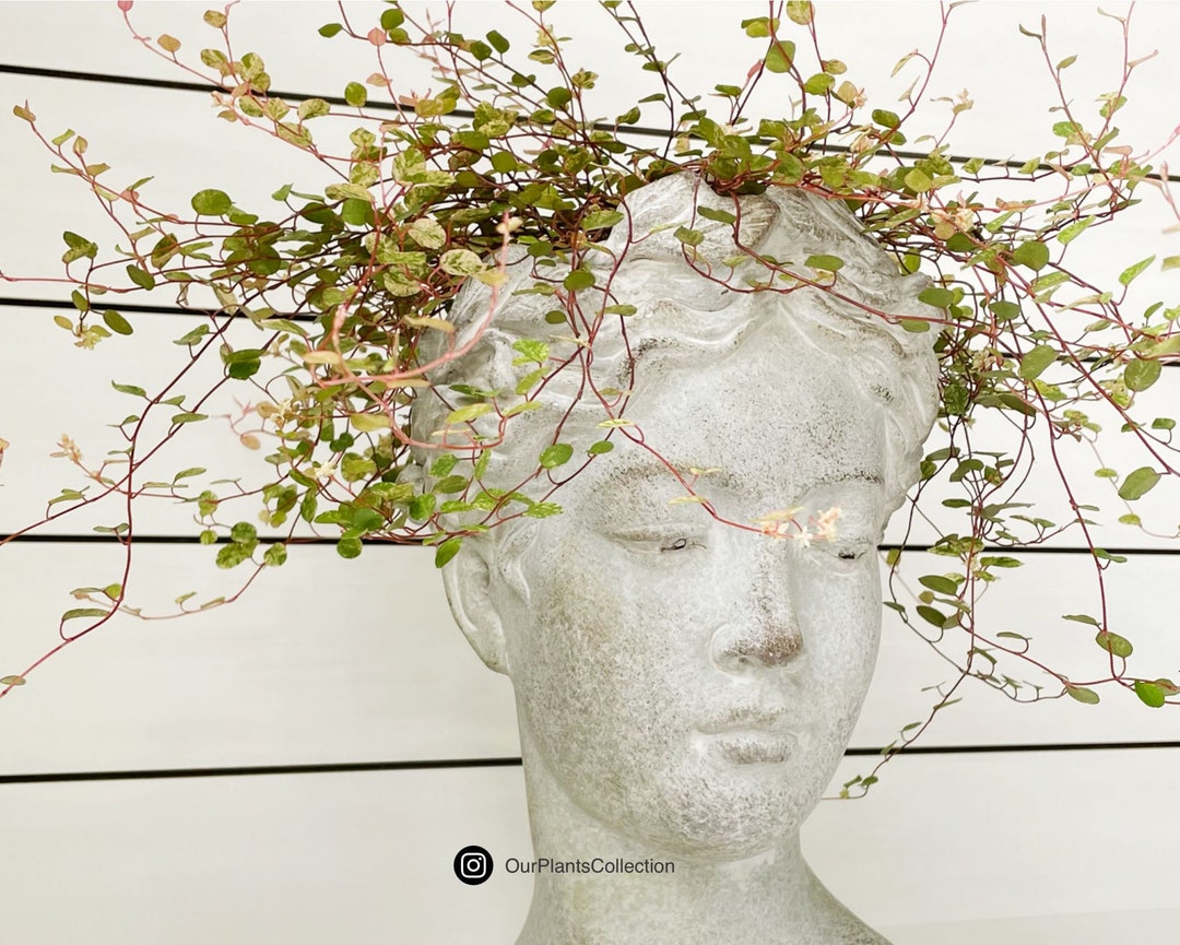 Angel Vine Variegated Fresh Cutting Muehlenbeckia Complexa Wiry Vine ...