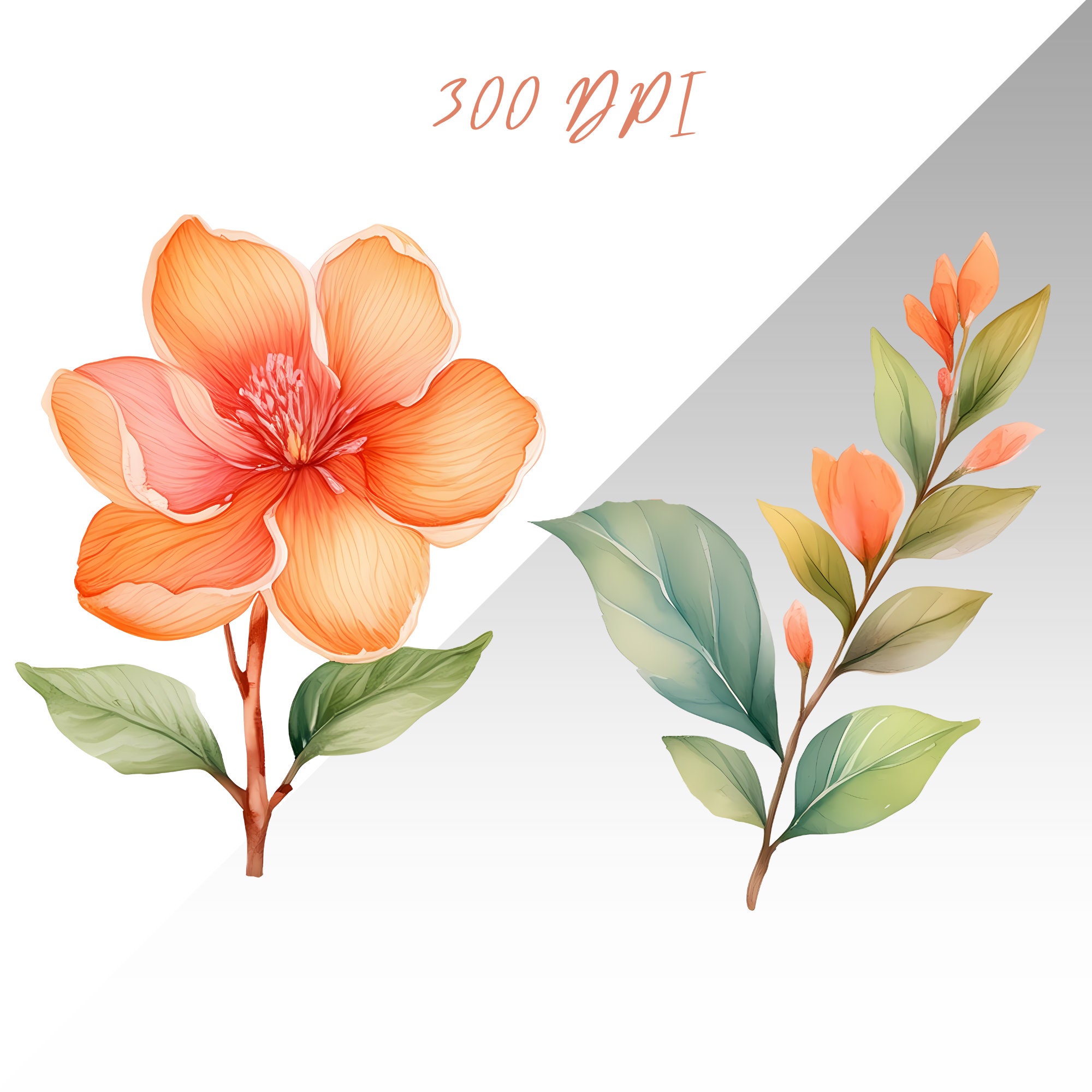 Blush Peach Floral Elements Clipart, Peach Flowers, Transparent Floral ...