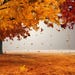 Fall Background Images, Autumn Backdrop Decor, Photoshop Overlay, Photo ...
