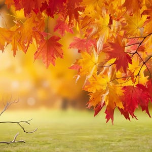 Fall Background Images, Autumn Backdrop Decor, Photoshop Overlay, Photo ...