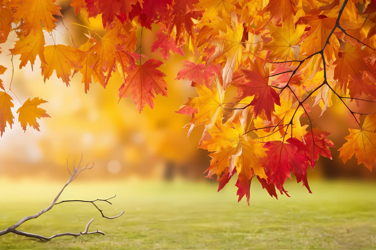 Fall Background Images, Autumn Backdrop Decor, Photoshop Overlay, Photo ...