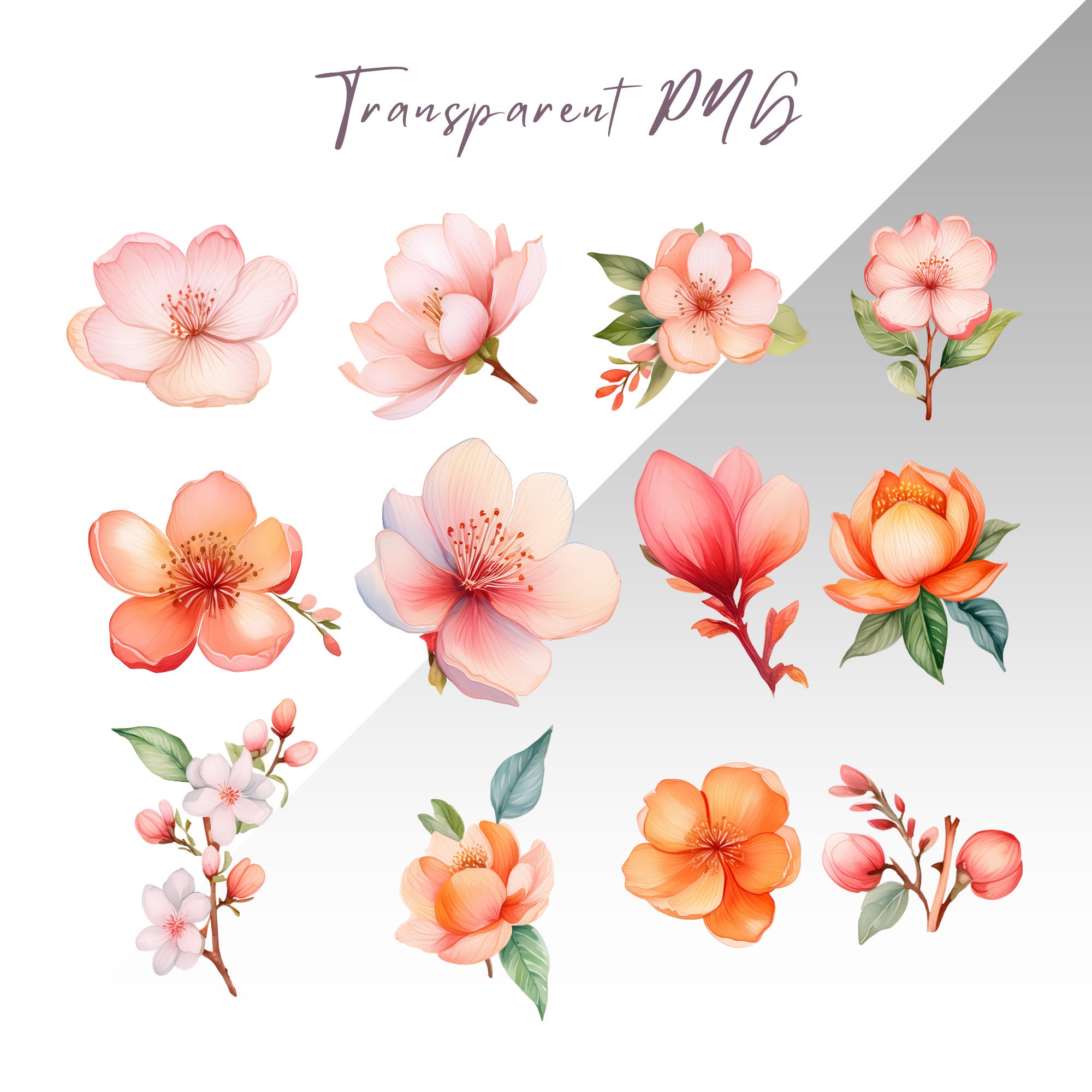 Blush Peach Floral Elements Clipart, Peach Flowers, Transparent Floral ...