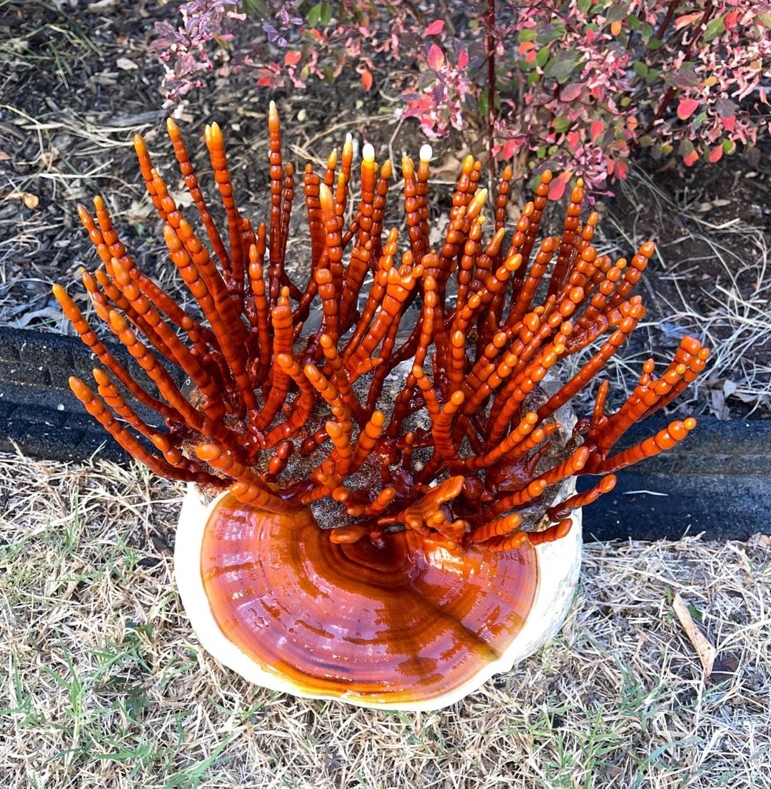 Reishi - Ganoderma Sessile Liquid Culture Syringe 10ml - Etsy