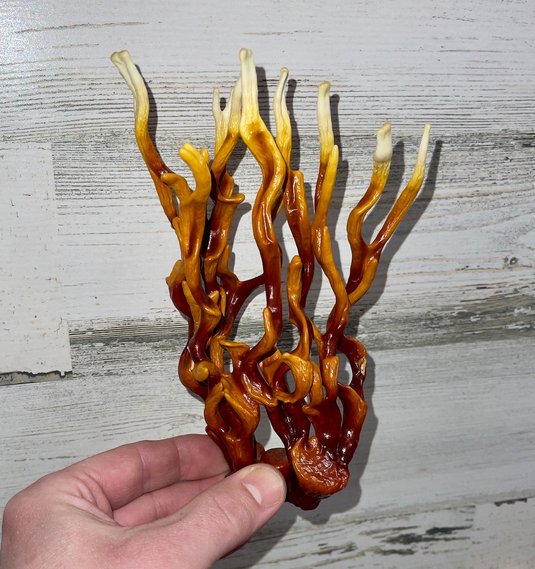 Beautiful Homegrown Reishi Mushroom Art - Etsy