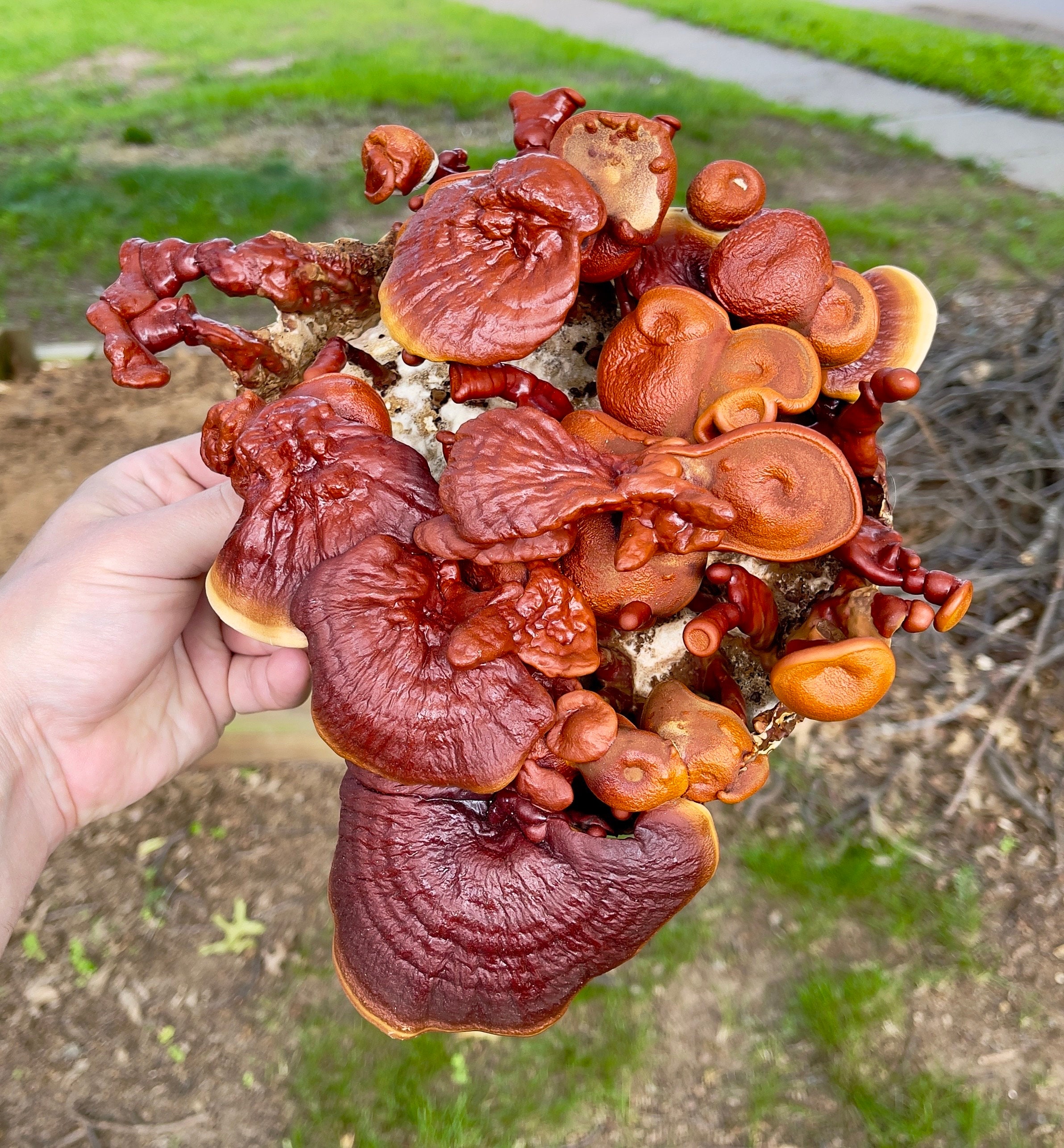 Beautiful Homegrown Reishi Mushroom Art Ganoderma Sessile Dried and ...