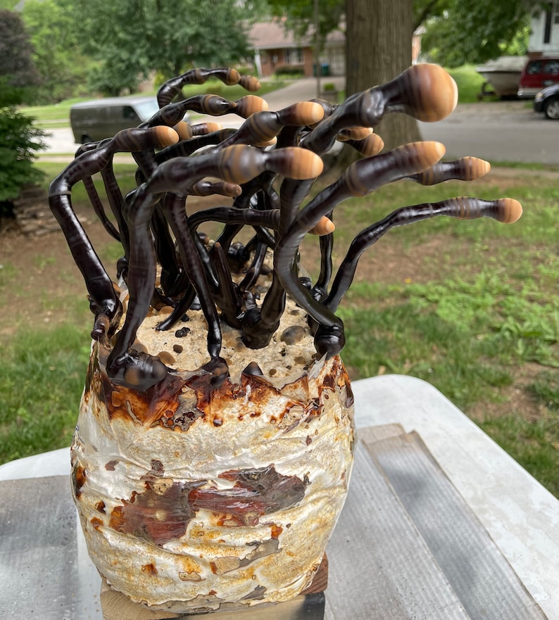 Black Reishi Ganoderma Sinense Liquid Culture Syringe 10ml - Etsy