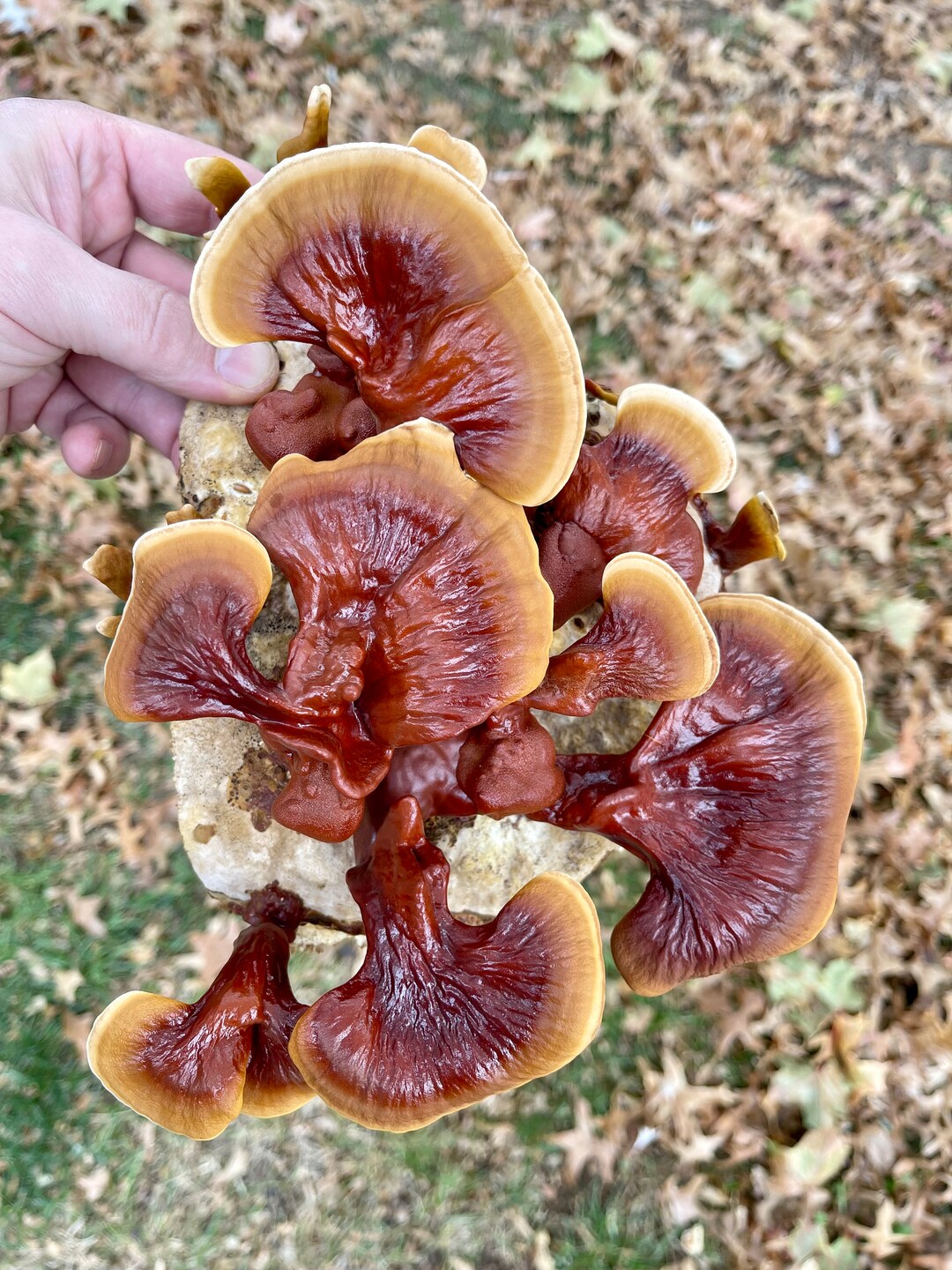 Beautiful Dried Ganoderma Sessile Conks - Etsy