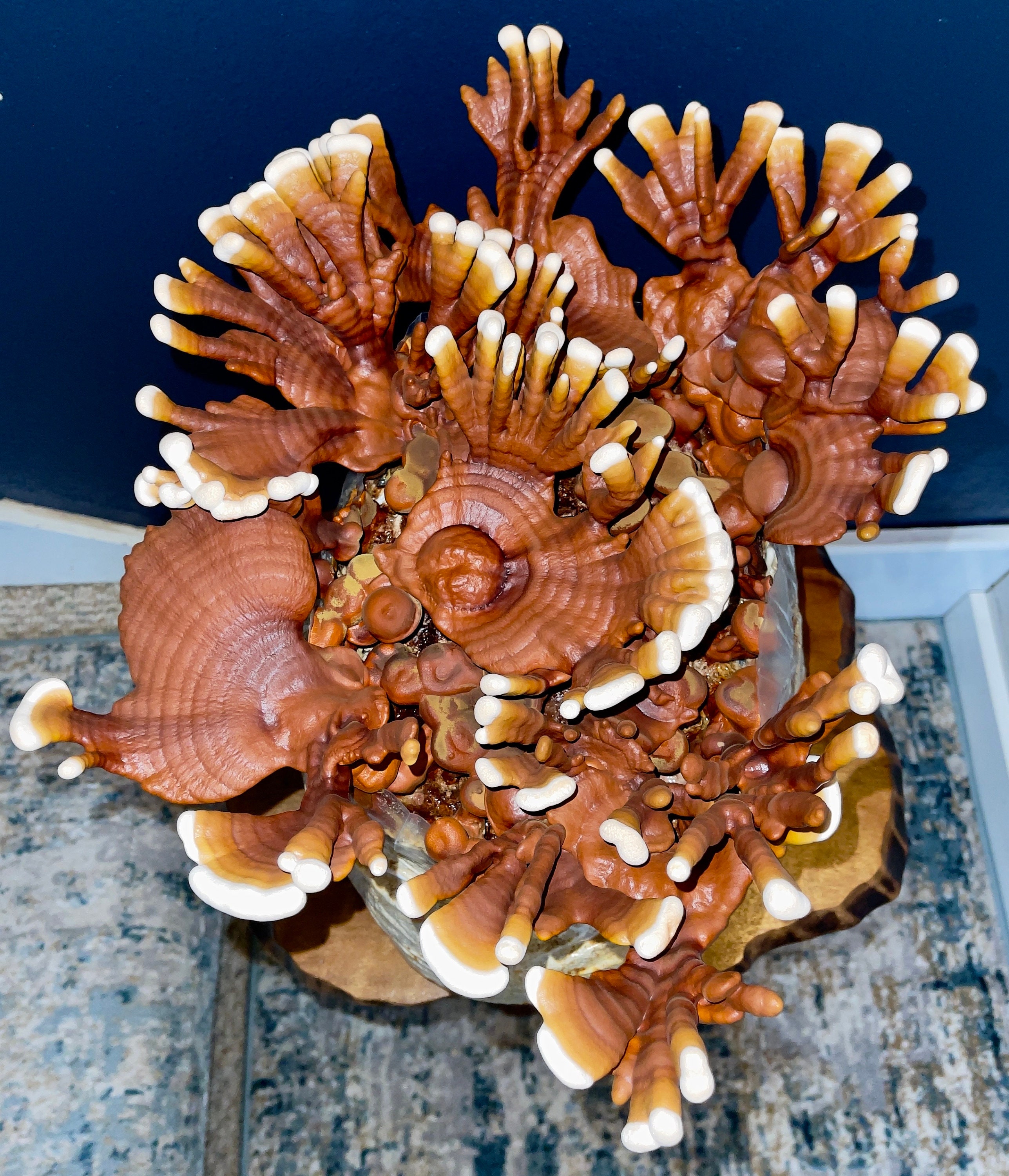 Reishi - Ganoderma Sessile Liquid Culture Syringe 10ml - Etsy