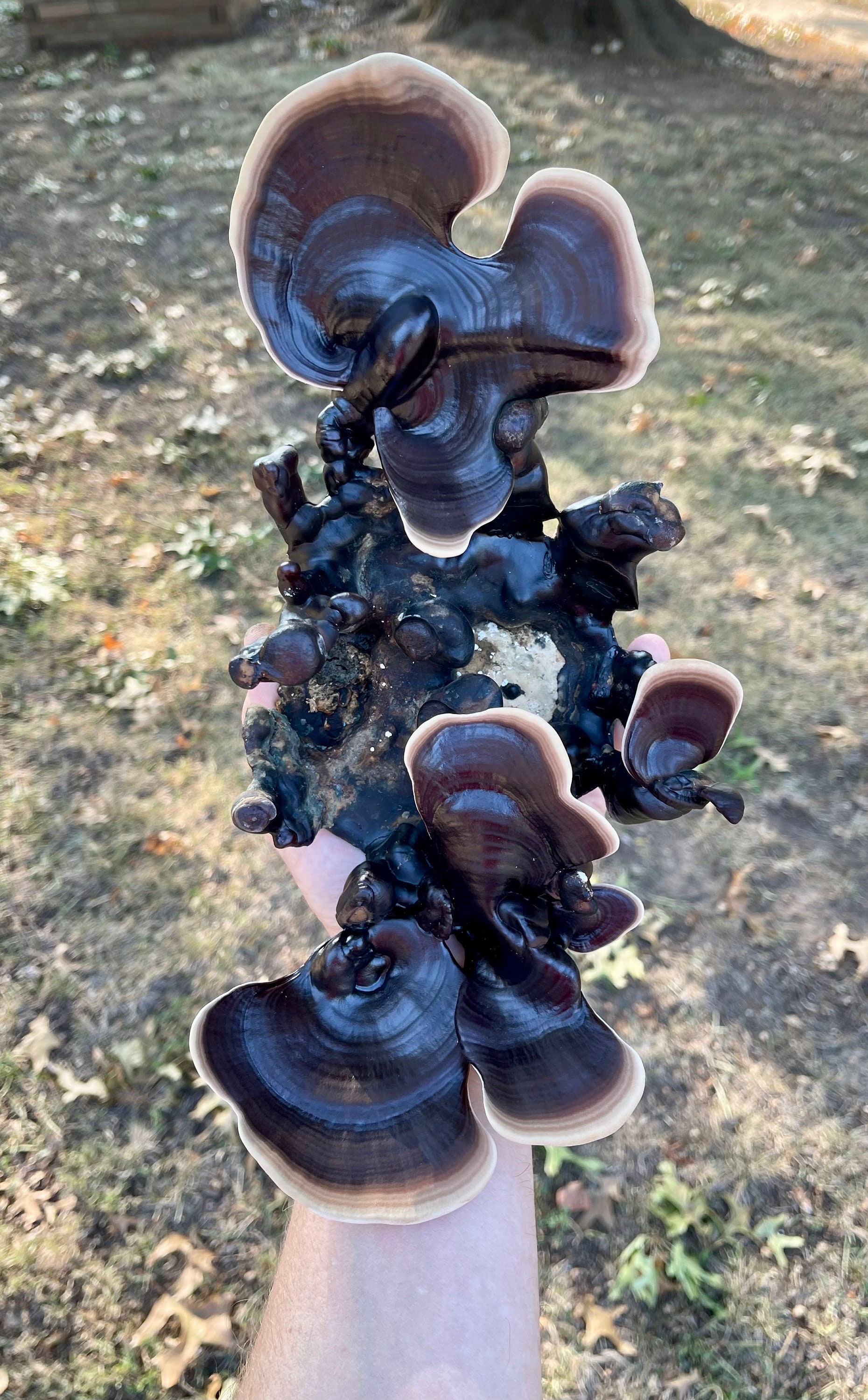 Black Reishi Ganoderma Sinense Liquid Culture Syringe 10ml - Etsy