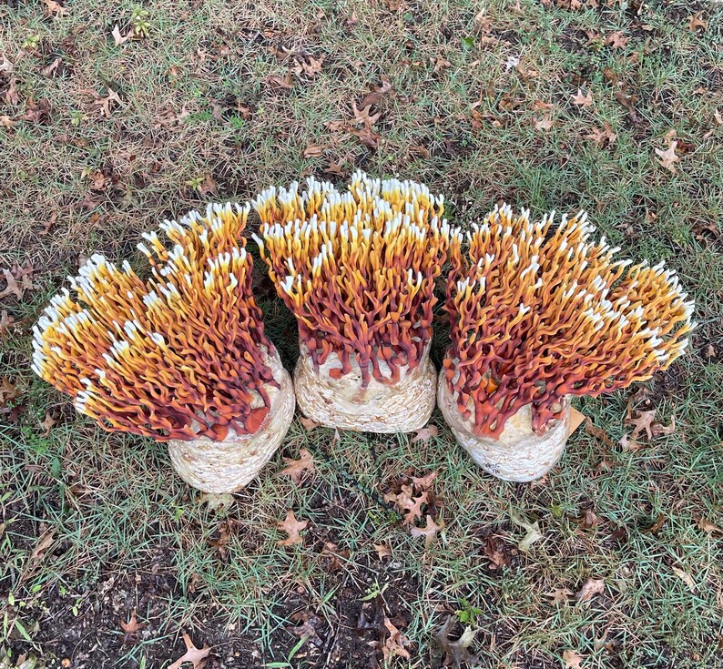 Ganoderma Multipileum - Antler Reishi Mushroom Liquid Culture Syringe ...
