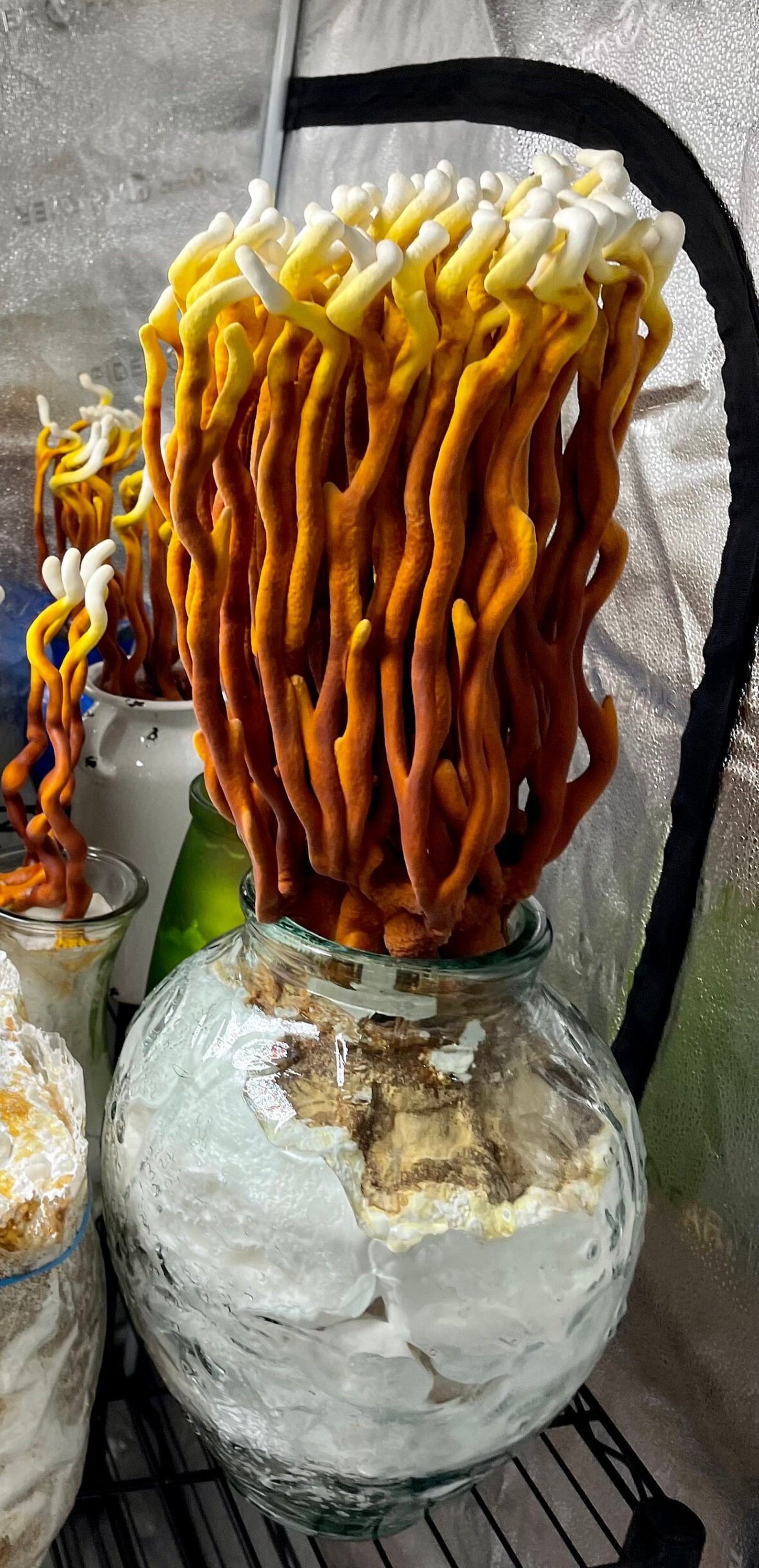 Ganoderma Multipileum - Antler Reishi Mushroom Liquid Culture Syringe ...