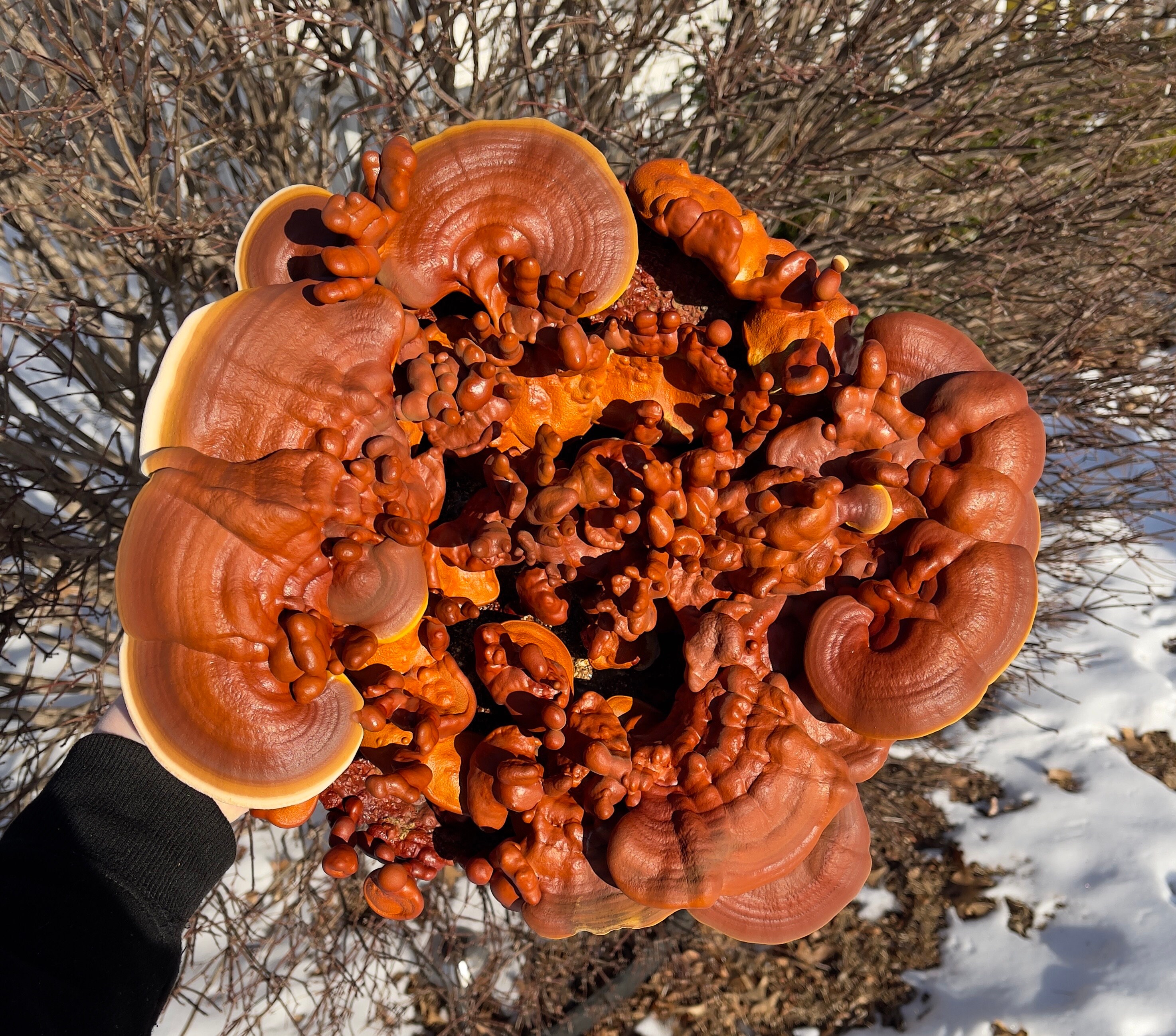 Reishi - Ganoderma Sessile Liquid Culture Syringe 10ml - Etsy