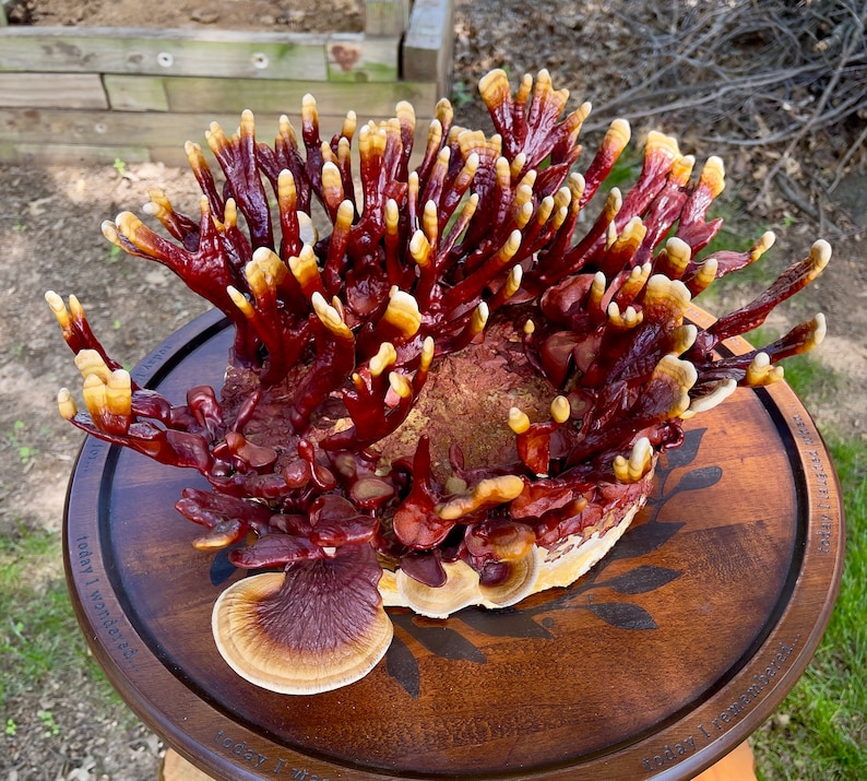 One of a Kind Stunning Homegrown Cluster of Reishi Mushroom Antlers and ...