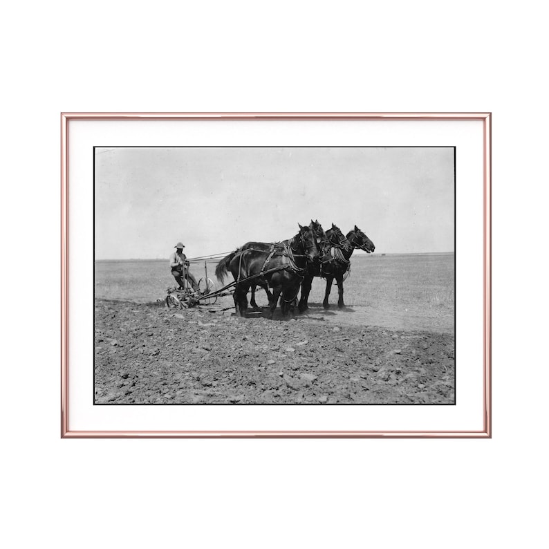 Ploughing With Horses Wall Art Vintage Farm Black and White Photo ...