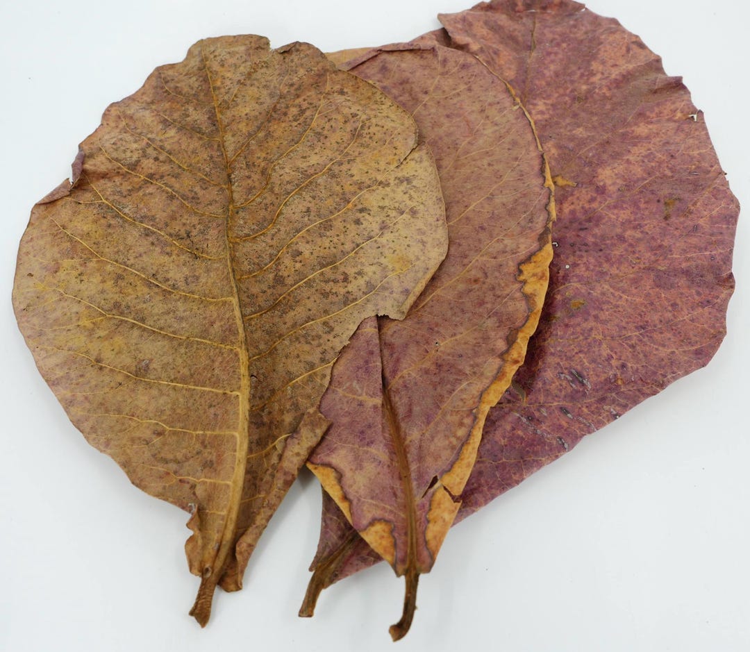 XXL Indian Almond Leaves - Blackwater Ecosystems- Dart Frog Tadpoles ...