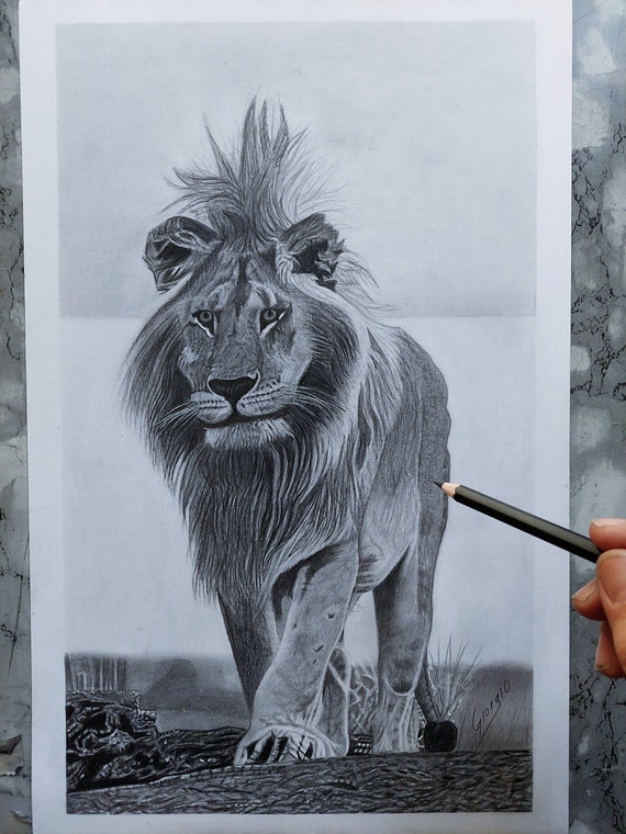 Lion Pencil Drawing Outline