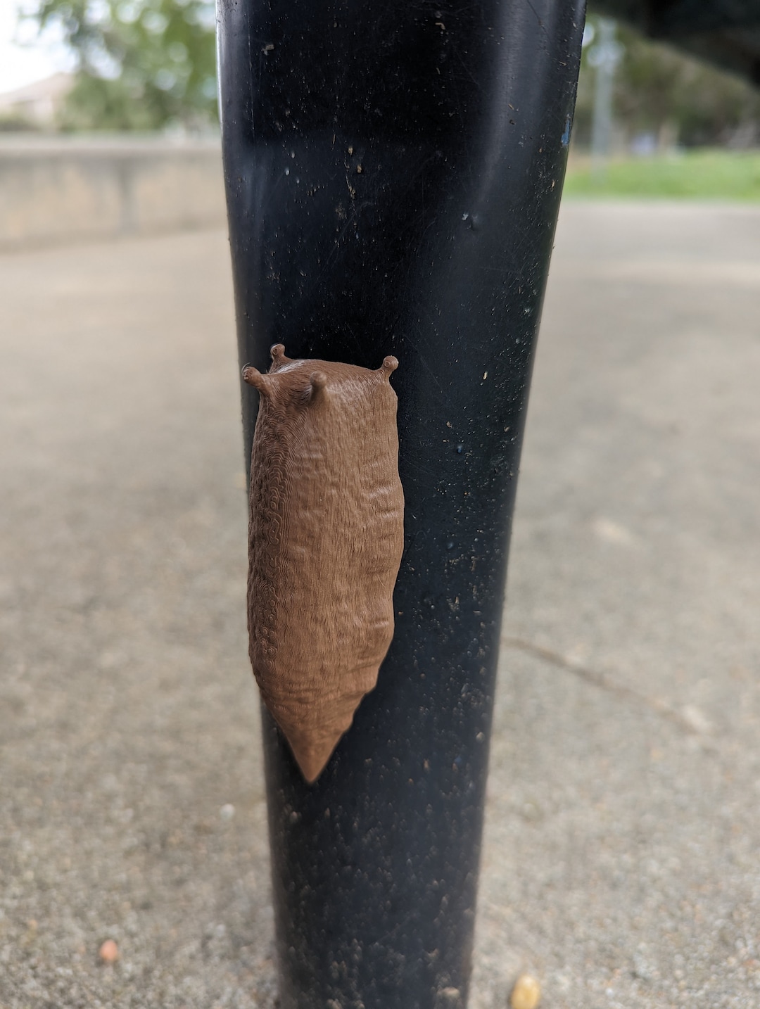 Slug 3d Printed Geocache With Magnet and Log - Ready to Be Hidden! - Etsy