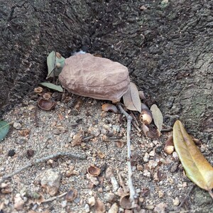 Realistic Rock Geocache 3d Printed Geocaching Container With Log Ready ...