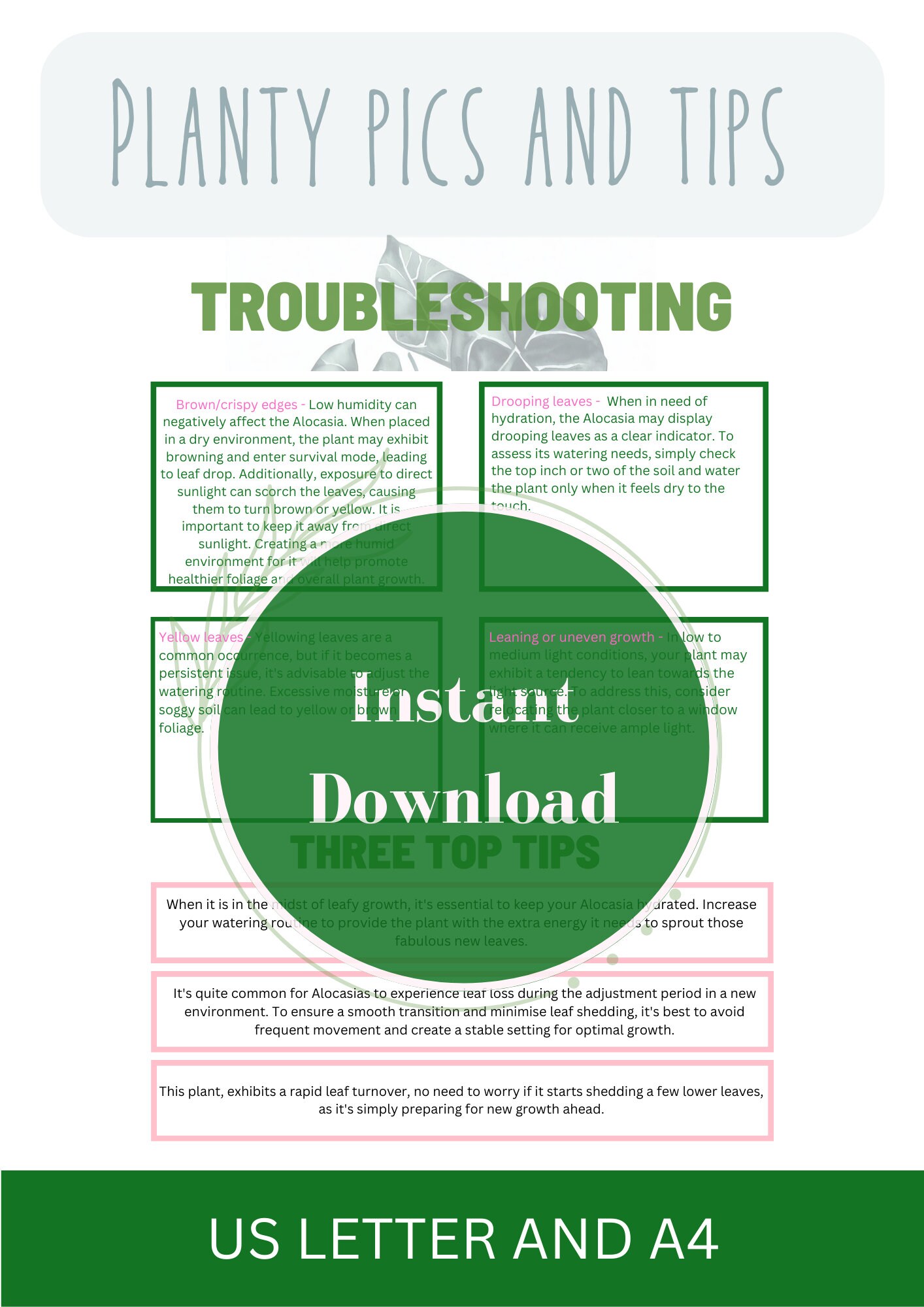 Alocasia Polly Guide Houseplant Care Guide Alocasia Amazonia Polly Care ...