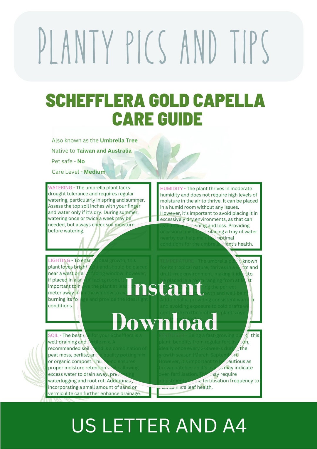 Schefflera Gold Capella Umbrella Plant Care Guide Houseplant Guides to ...