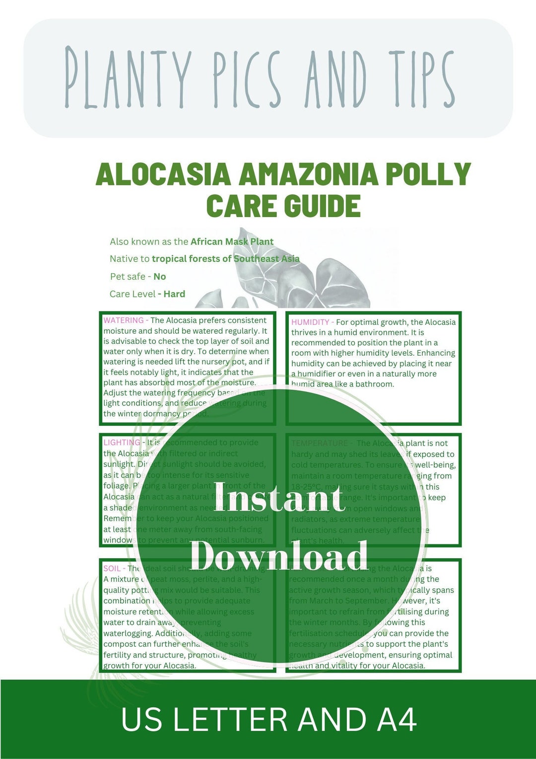 Alocasia Polly Guide Houseplant Care Guide Alocasia Amazonia Polly Care ...
