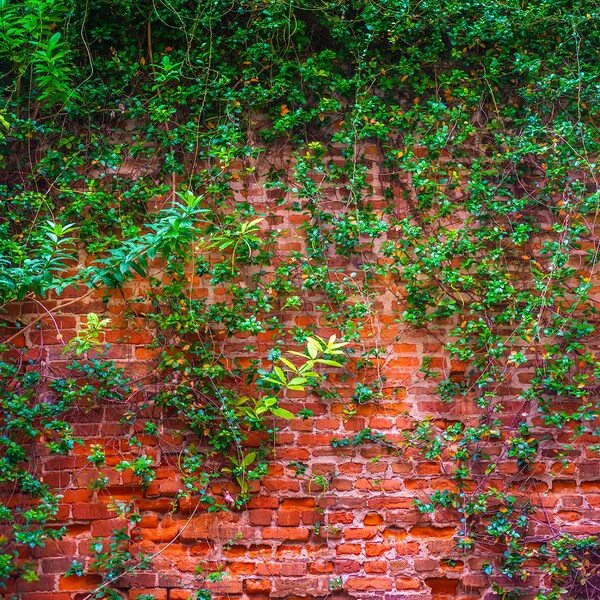 French Quarter Decor - Etsy