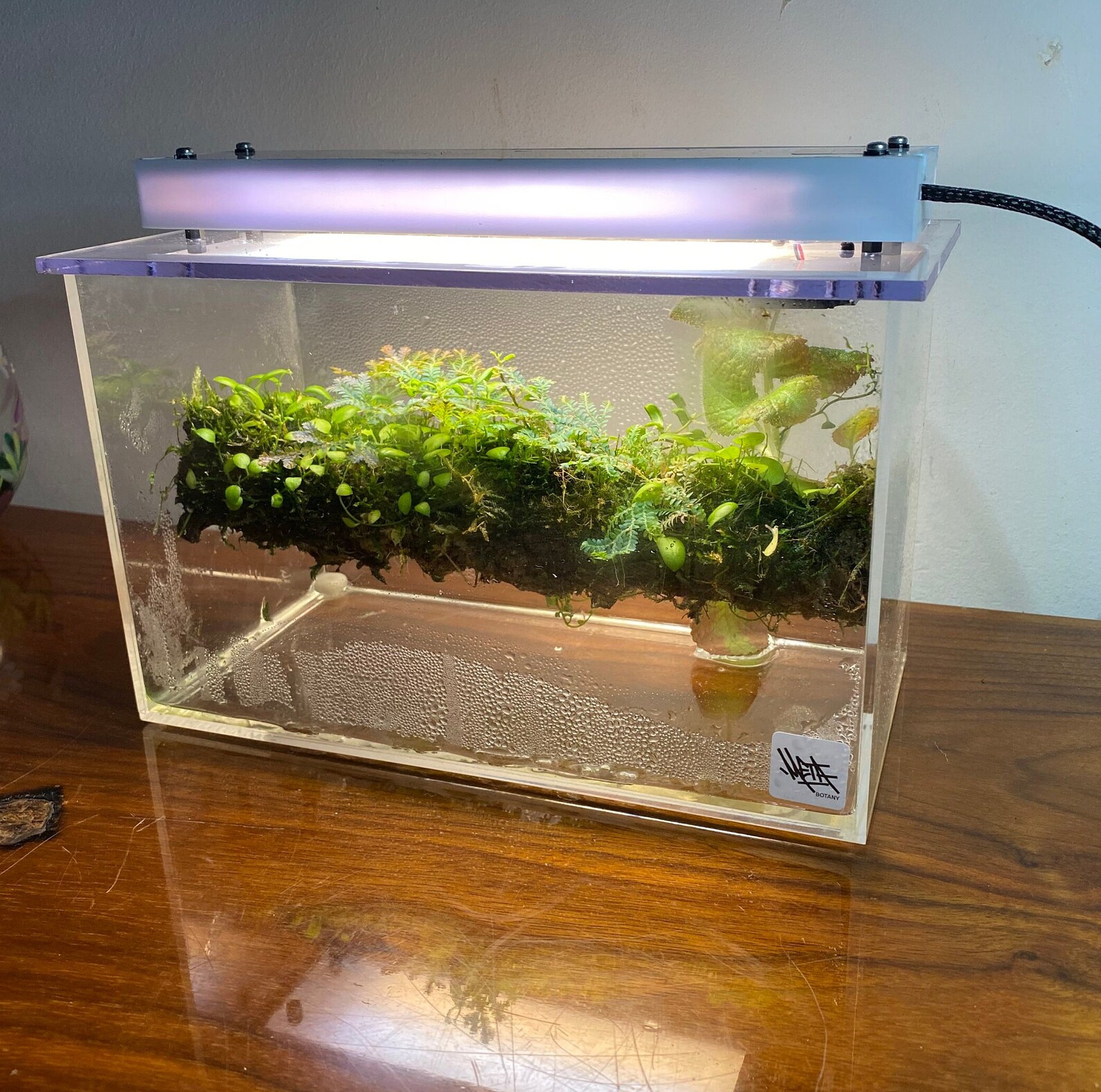 Mini Smart Terrarium - Metabotany Biome Box - Etsy